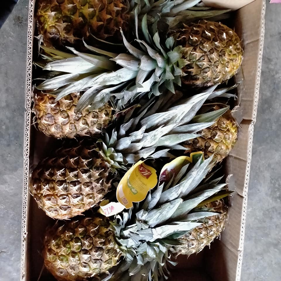 Fresh Baby pineapple Fruit – Plantroops