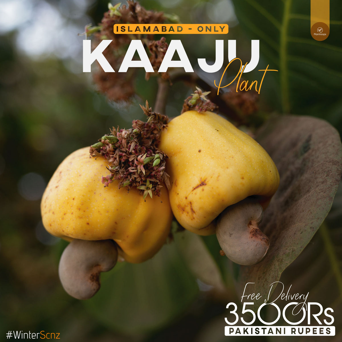 Imported Cashew Plant || Kaaju Plant – Plantroops
