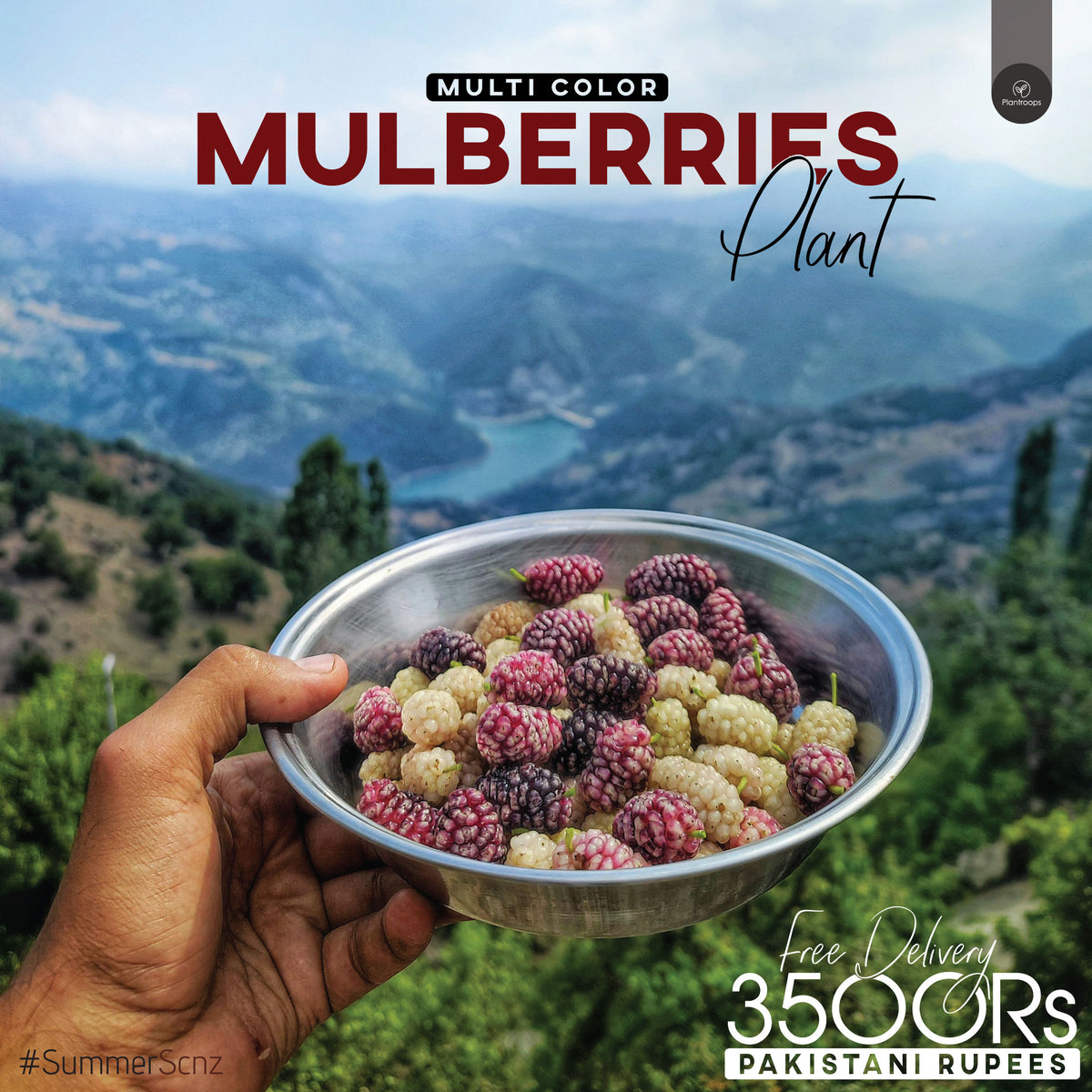 Hybrid Multi-color Mulberries Plant (Imported) – Plantroops