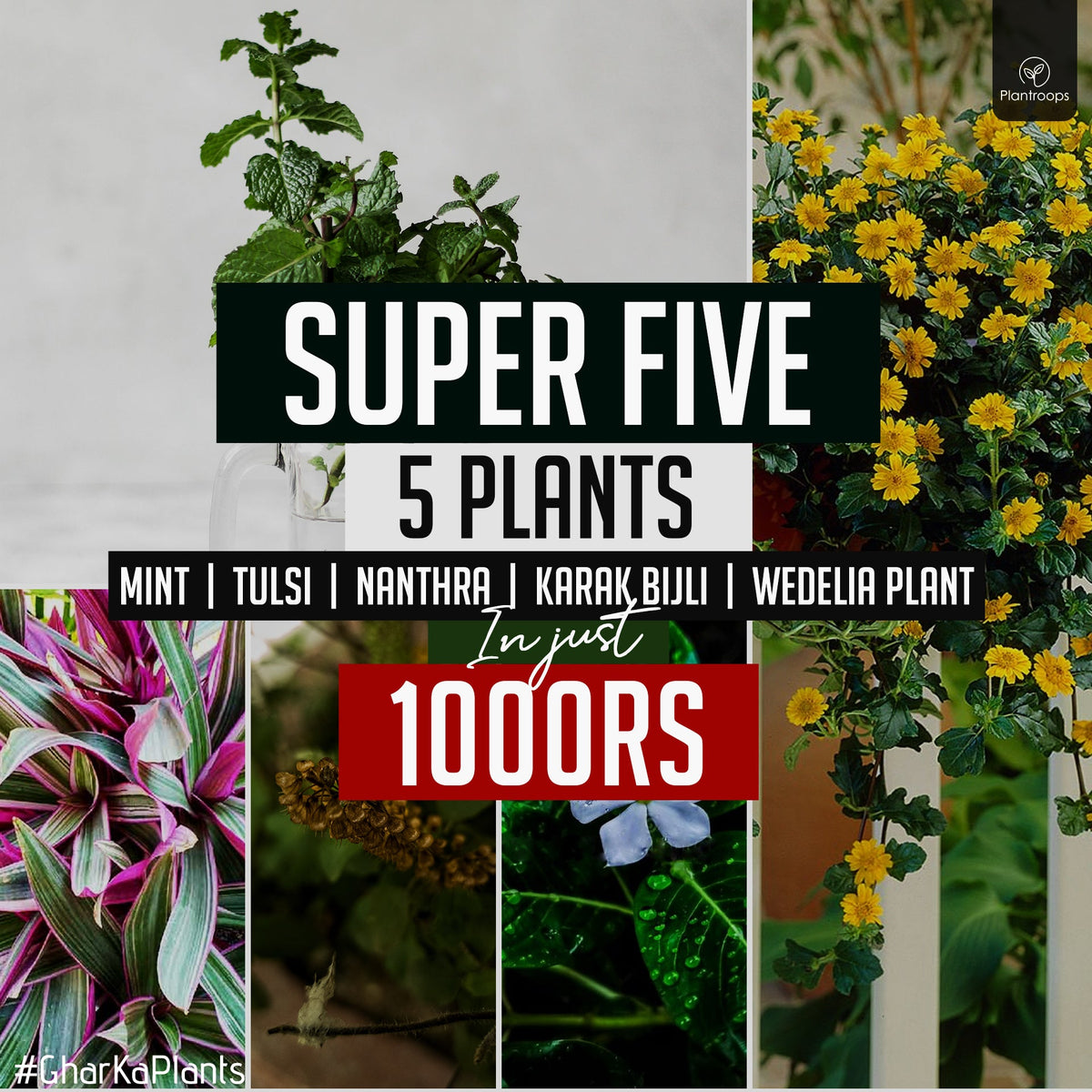 Super 5 Plants (Five Plant Bundle) – Plantroops