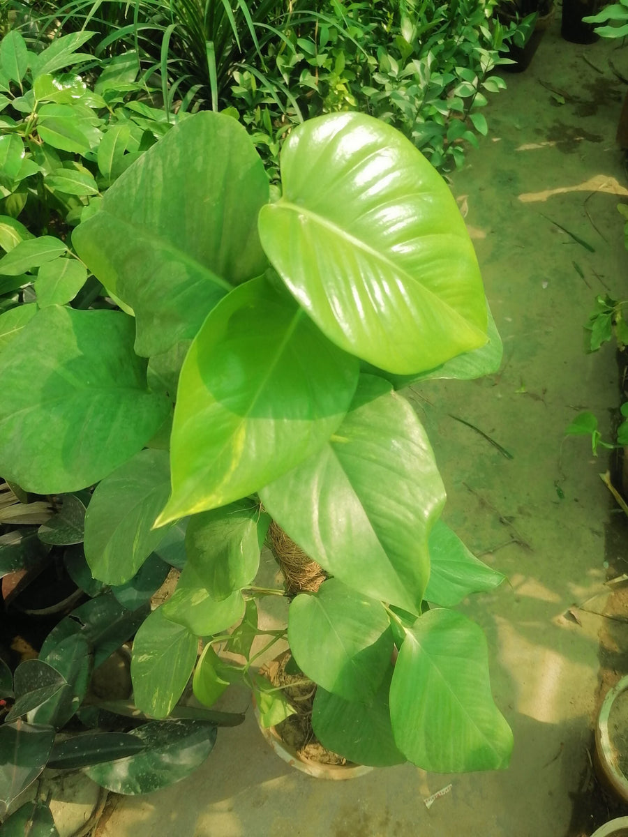 STANDARD MONEY PLANT – Plantroops