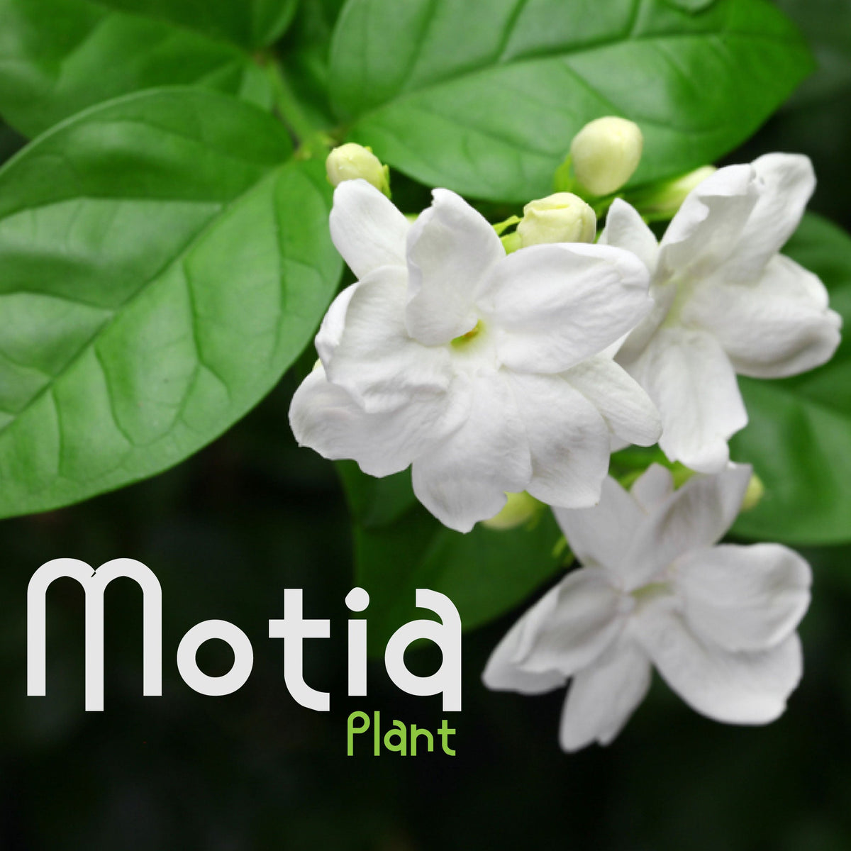 Buy Motia Plant | Arabian Jasmine | Mogra Plant | Jasminum Sambac – Plantroops