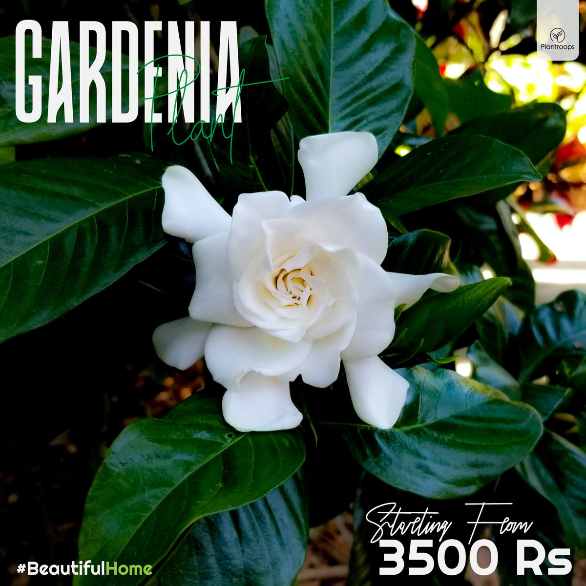 Gardenia Plant – Plantroops