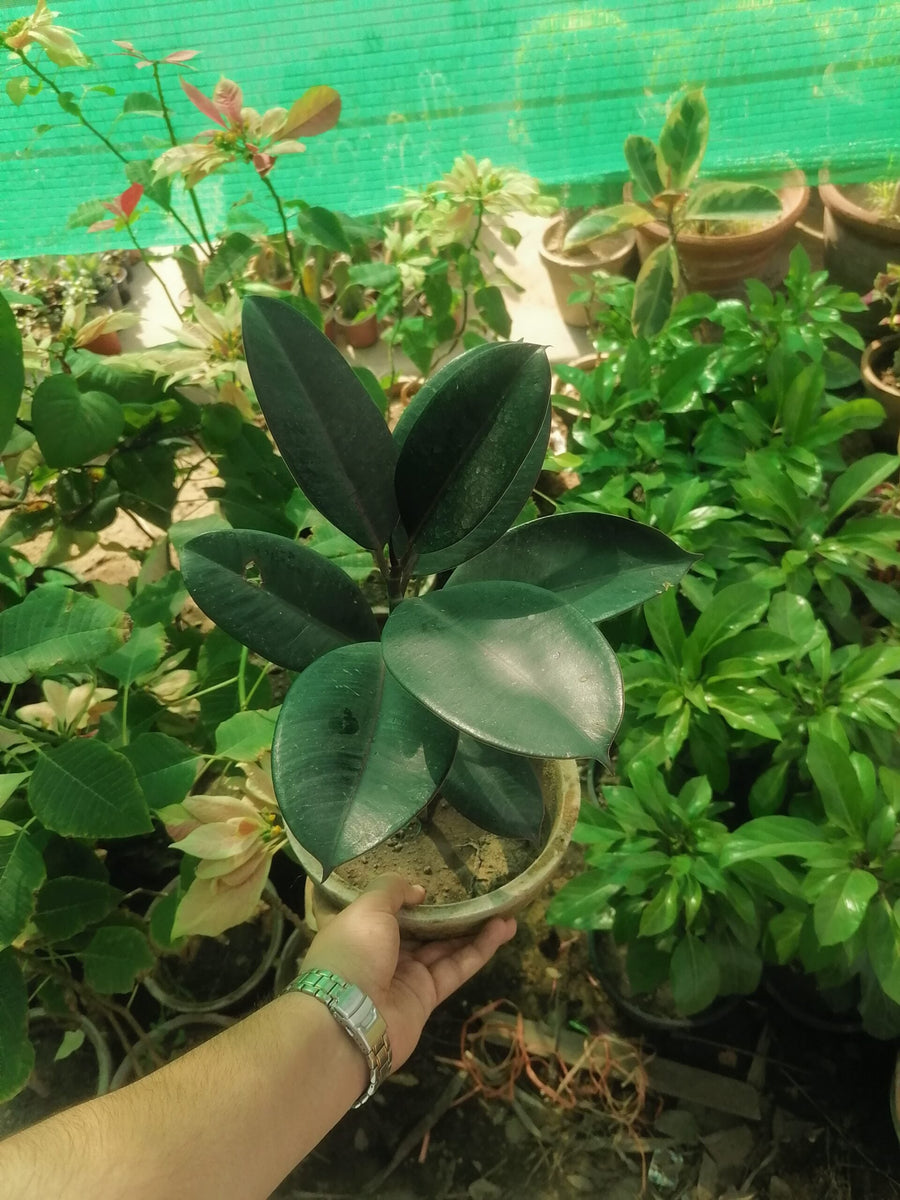 RUBBER PLANT – Plantroops
