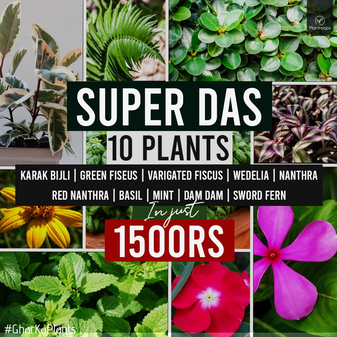 Super Das Plant Bundle (10 Plants) – Plantroops