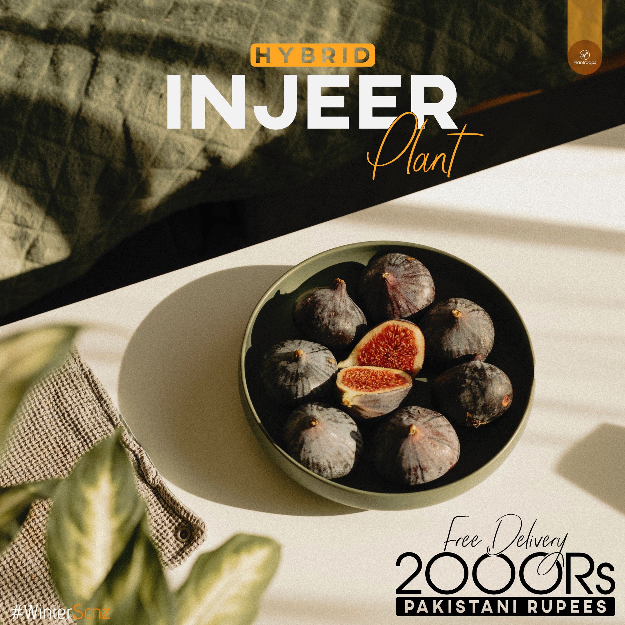 Imported Hybrid Injeer Plant || Hybrid Figs Plant – Plantroops