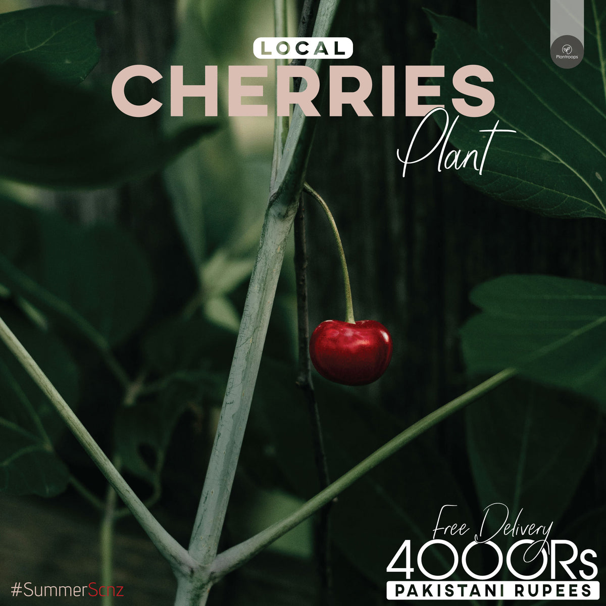 Hybrid Cherry Plant || Kaghzi Cherries Plant || چیری پلانٹ – Plantroops