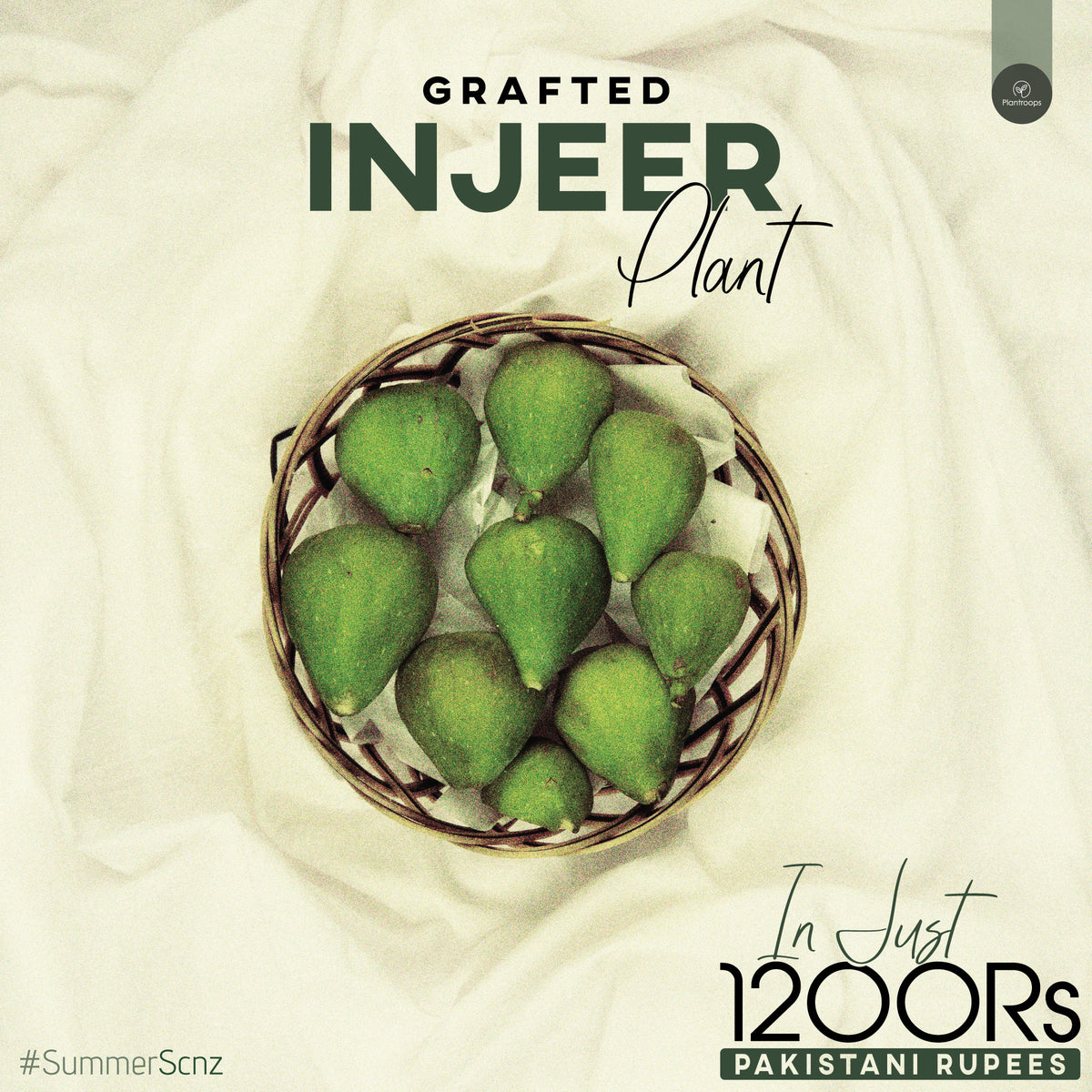 Grafted Injeer Plant || Grafted Figs Plant || انجیر کا پودا – Plantroops