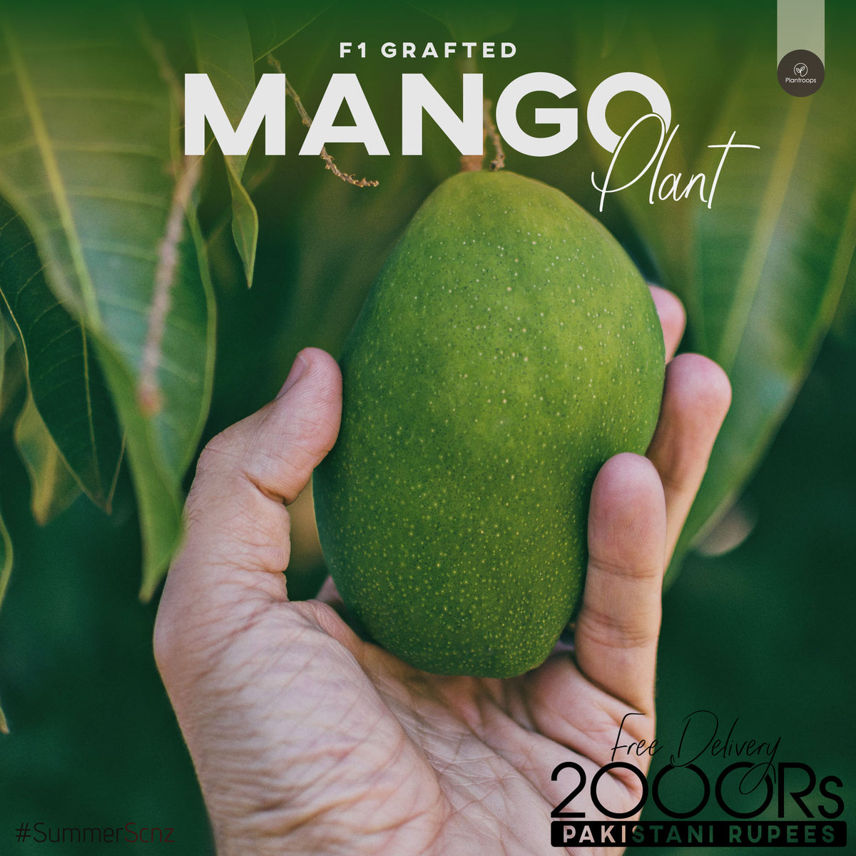 F1 Grafted Mango Plant || Premium F1 Grafted Mango Plant || گرافٹ کیا ...