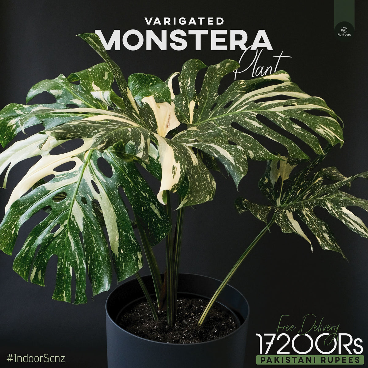 Variegated Monstera Plant || Albo Monstera Plant || Half Moon Monstera ...