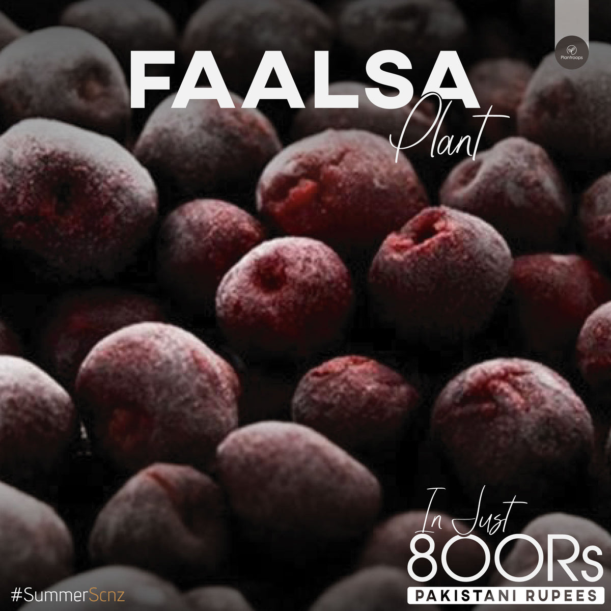 Faalsa Plant || Phalsa Plant || Grewia asiatica – Plantroops