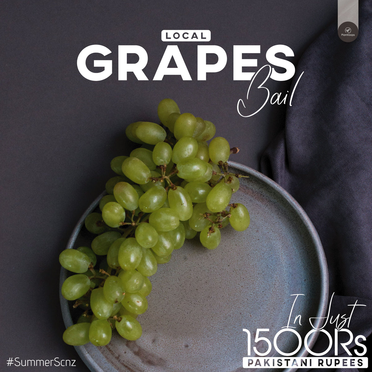 Grafted Green Grapes Plant || Pakistani Green Angoor Plant – Plantroops