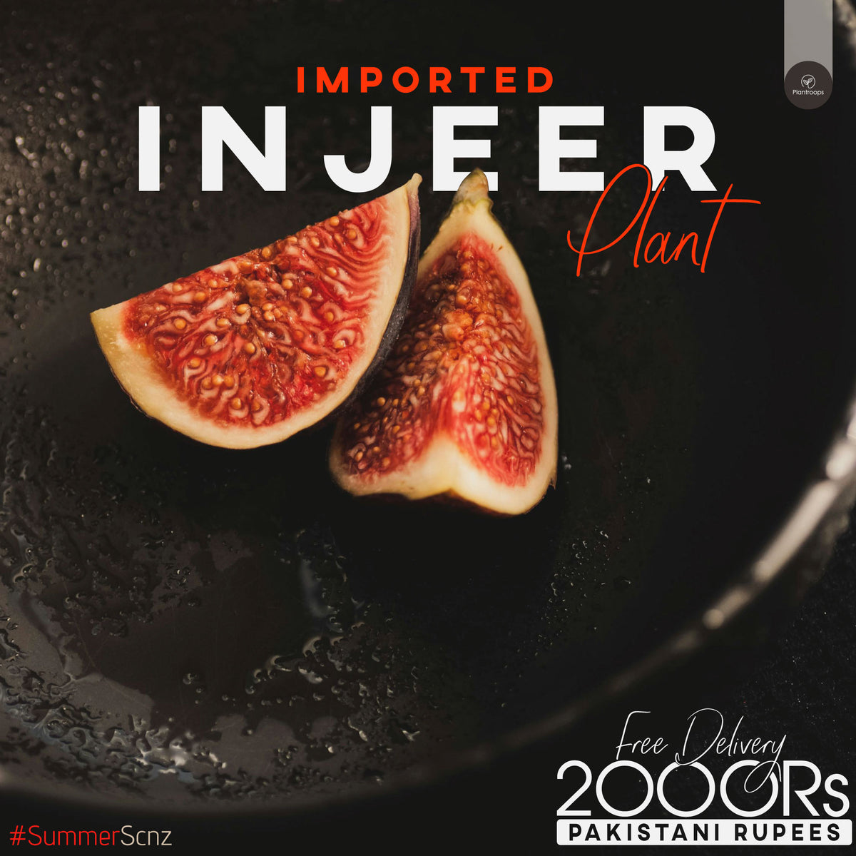 Imported Hybrid Injeer Plant || Hybrid Figs Plant – Plantroops