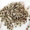 Moringa / Sohanjna Tree Plant Flower Seeds - High Germination Rate ...