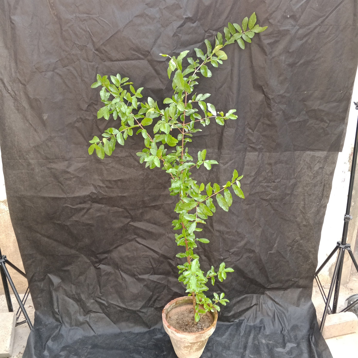 Hybrid Cherry Plant || Kaghzi Cherries Plant || چیری پلانٹ – Plantroops