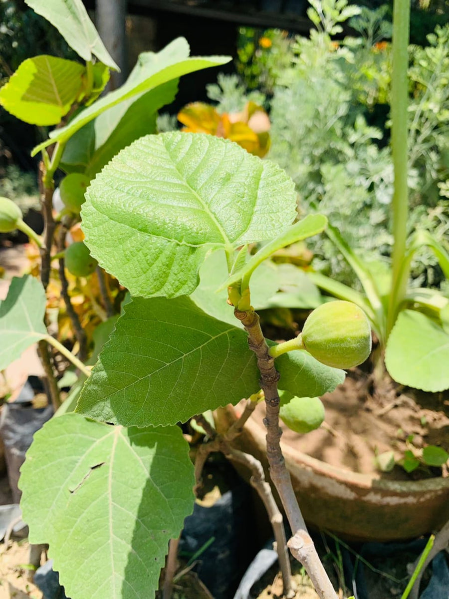 Imported Hybrid Injeer Plant || Hybrid Figs Plant – Plantroops