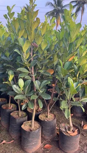 Jackfruit Plant || Kathal Plant || Chakka Plant – Plantroops