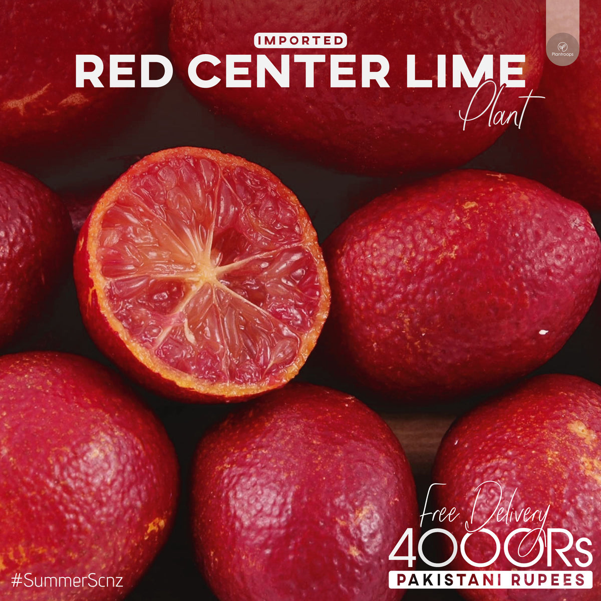 Red Center Lime Plant || Blood Lemon Plant || خون نیبو پلانٹ – Plantroops