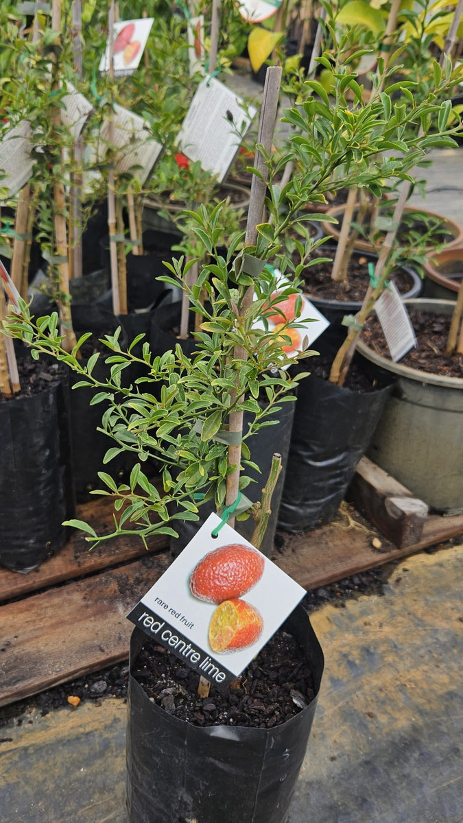 Red Center Lime Plant || Blood Lemon Plant || خون نیبو پلانٹ – Plantroops