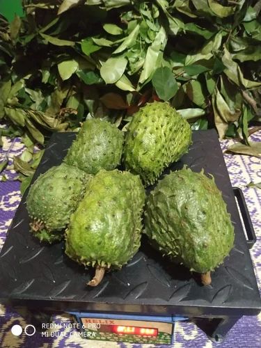 Fresh Soursop Fruit – Plantroops