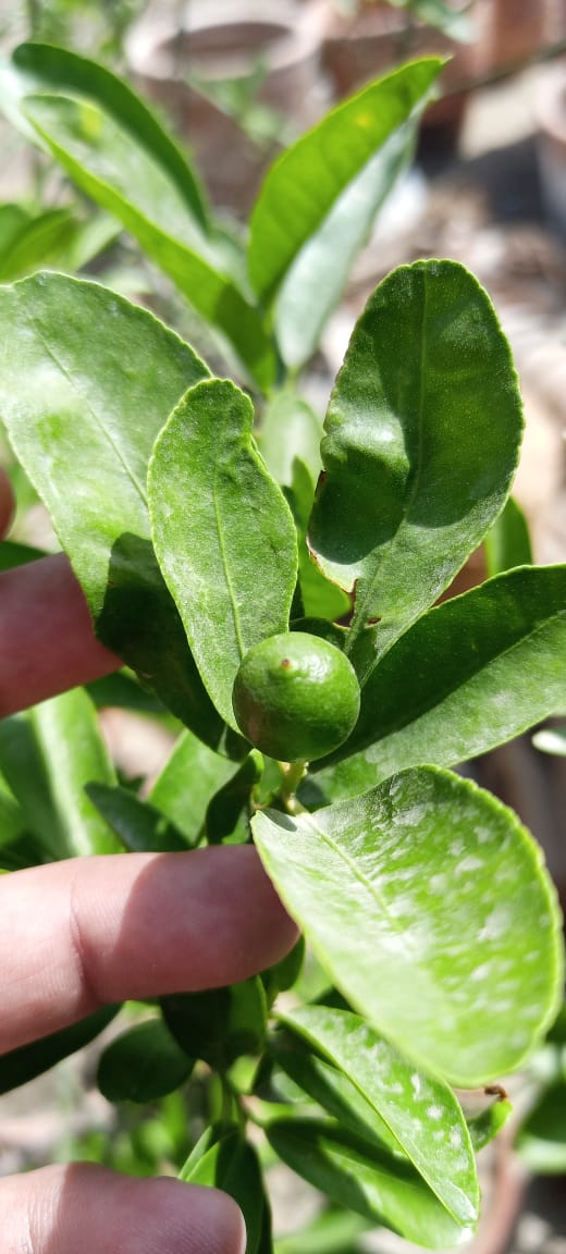 Hybrid Lemon Plant | Desi China Lemon | Year-Round Citrus – Plantroops