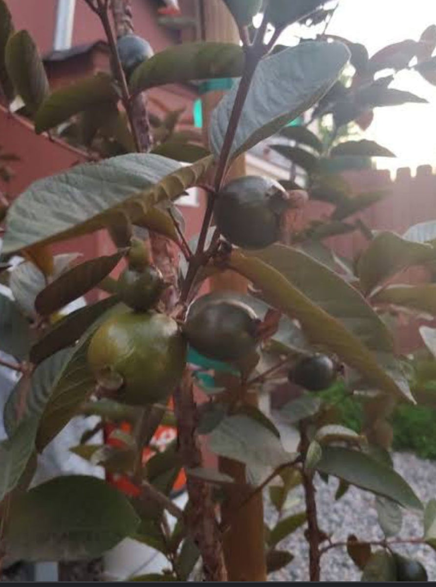 PURPLE GUAVA PLANT – Plantroops