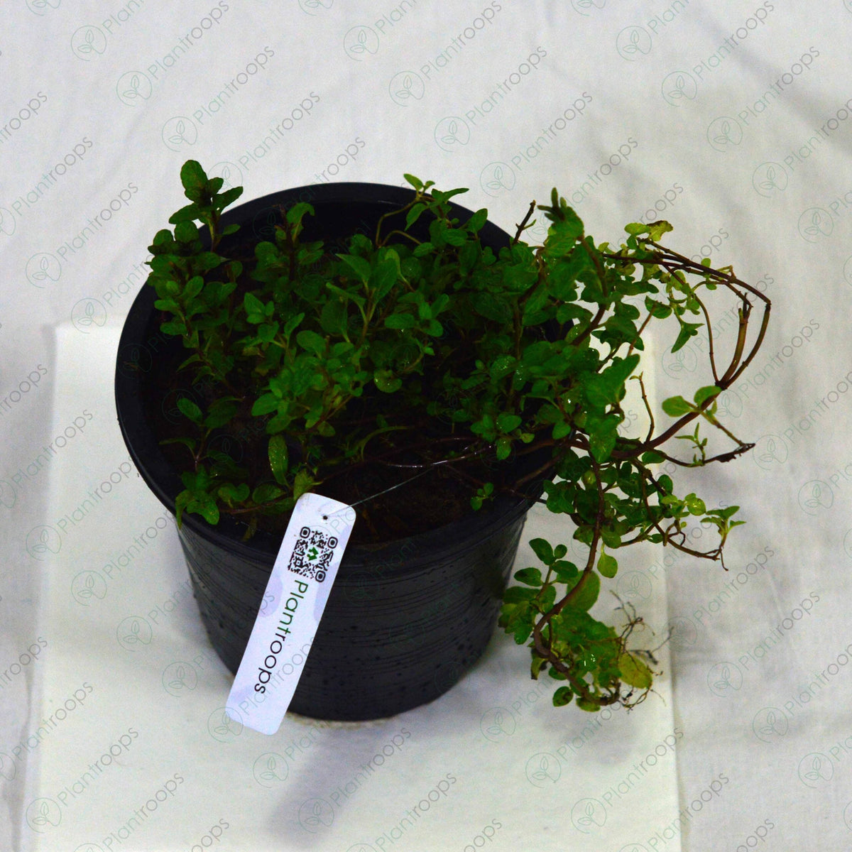 Podina Plant – Plantroops