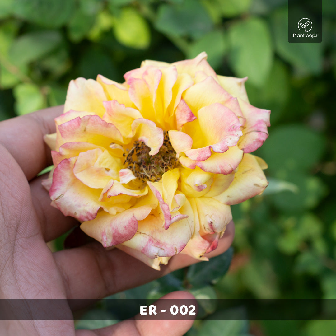 English Rose Plant – Plantroops