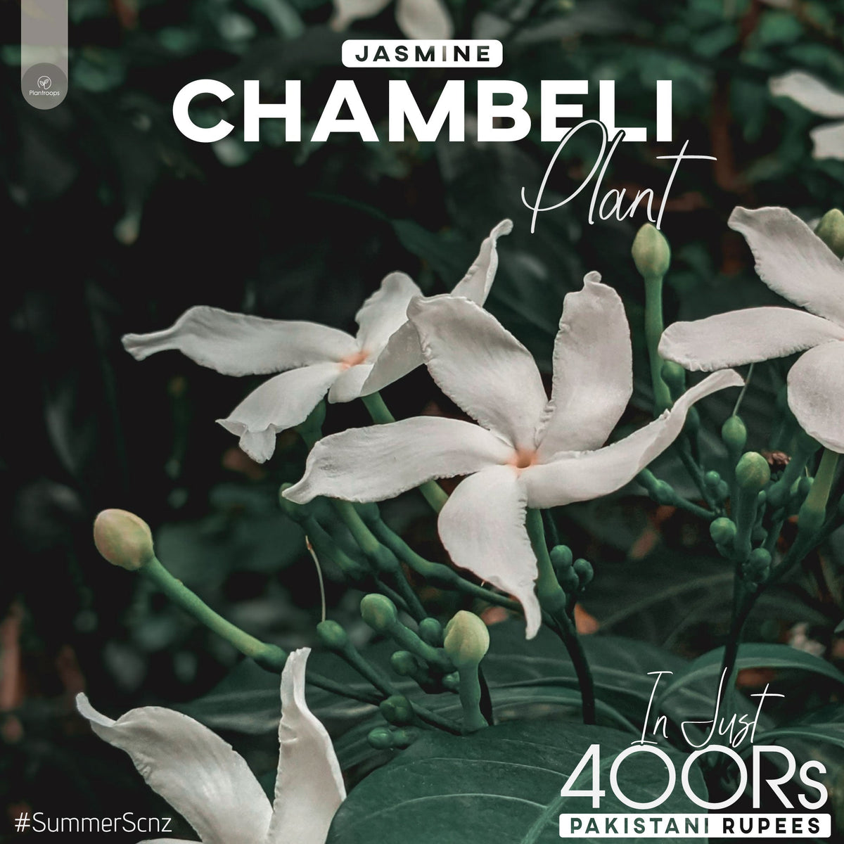 Chambeli Bail || Jasminum sambac – Plantroops