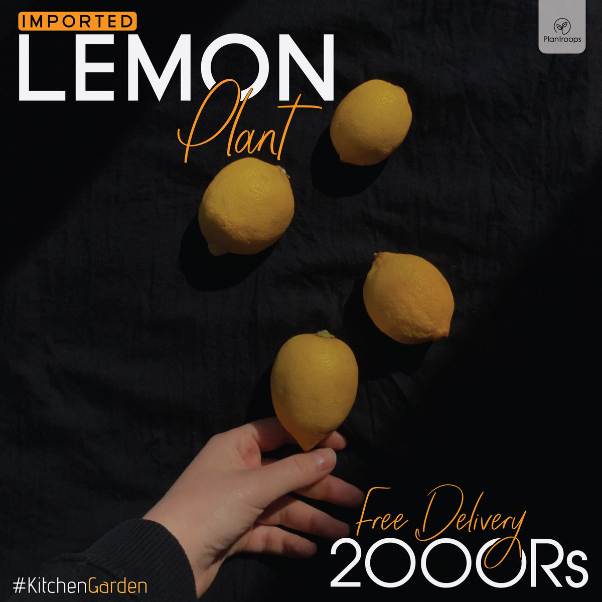 Imported Big Lemon Plant – Plantroops