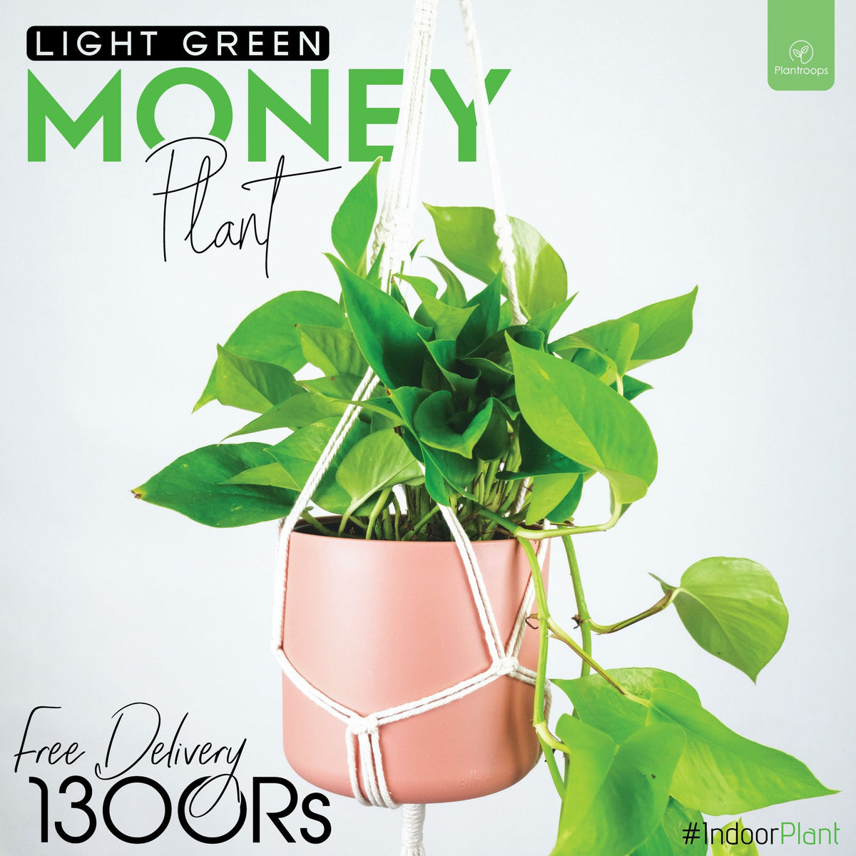 LIGHT GREEN MONEY PLANT – Plantroops