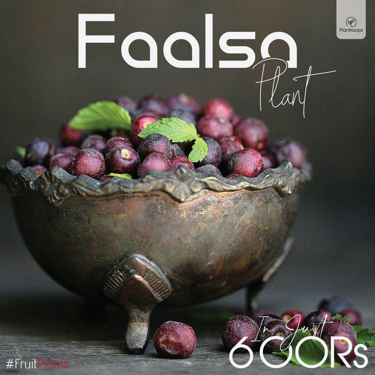 Faalsa Plant / Phalsa Plant – Plantroops