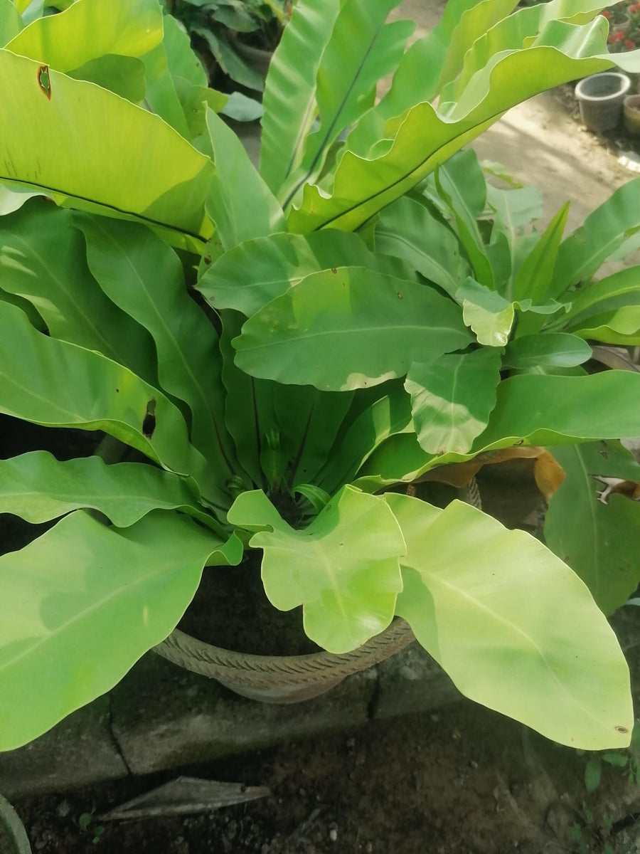 ASPLENIUM ANTIQUUM PLANT – Plantroops