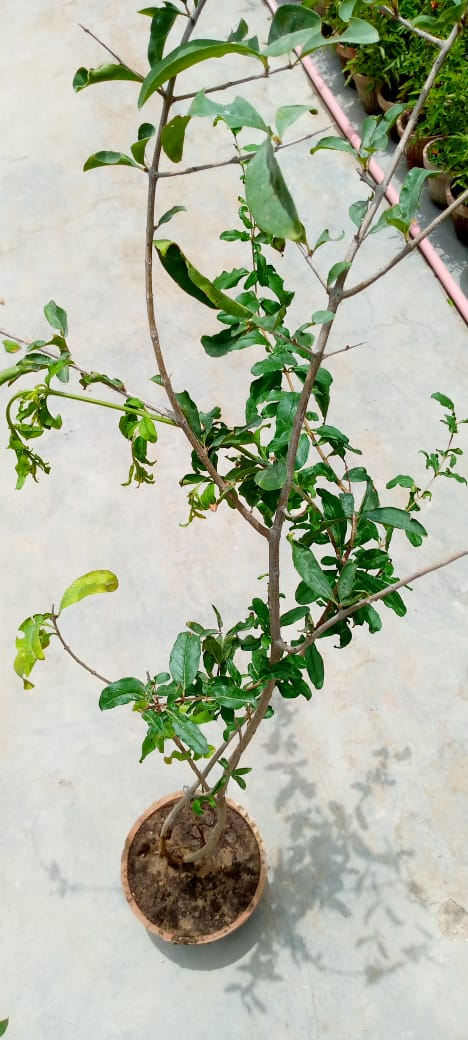 Qandari Anar Plant for Sale | Pomegranate Variety | قنداری انار پلانٹ ...