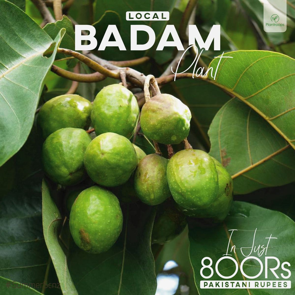 Desi Indian Almond Tree (Red - Terminalia Plant) for Sale || لال بادام ...