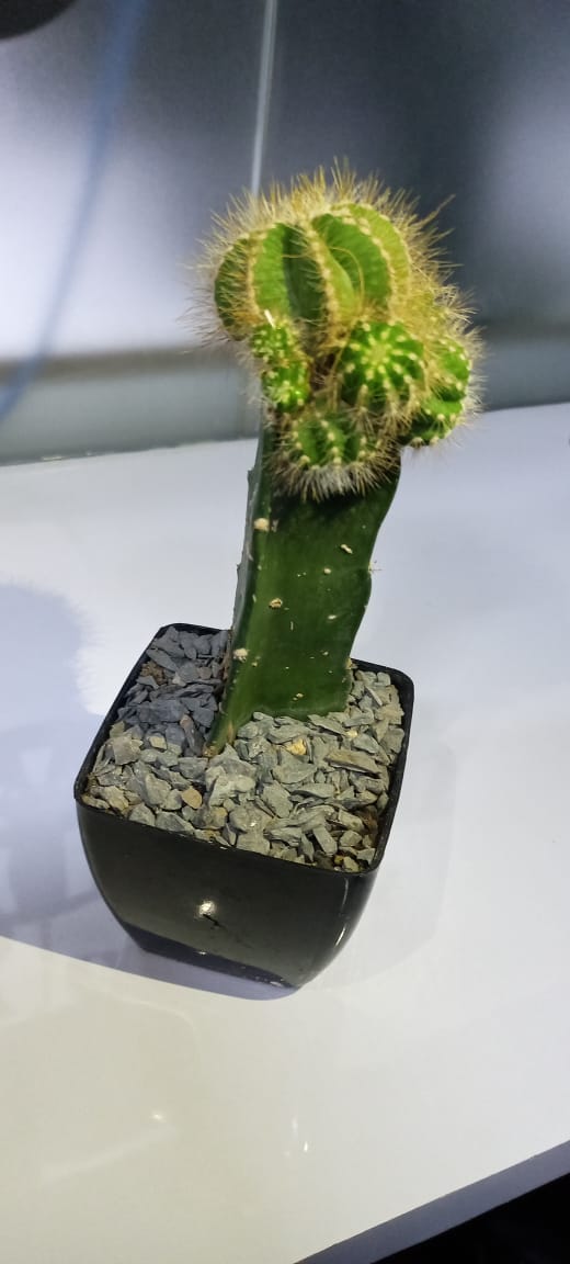 Cactus Graph – Plantroops