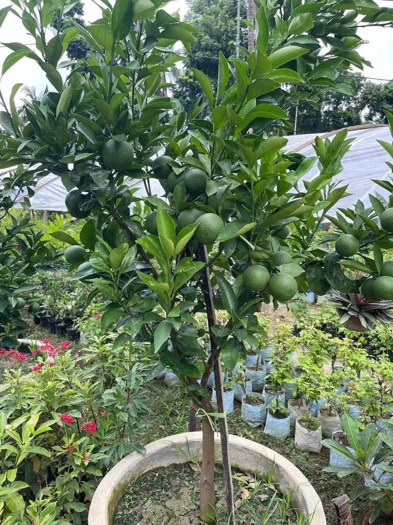 Kinnow Plant || Citrus reticulata || Mandarin Orange Plant || King Ora ...