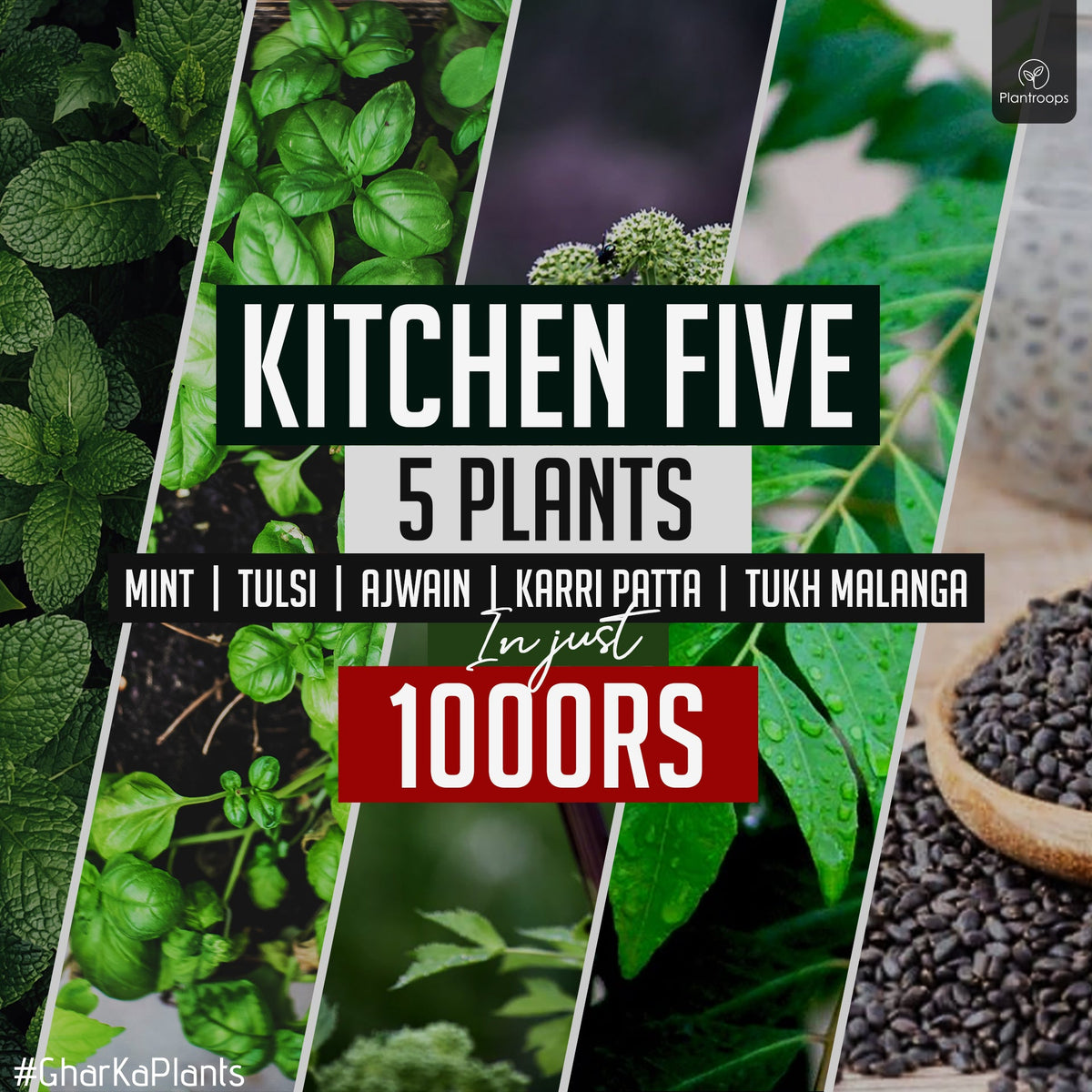 Kitchen Bundle (5 Plants Bundle) – Plantroops