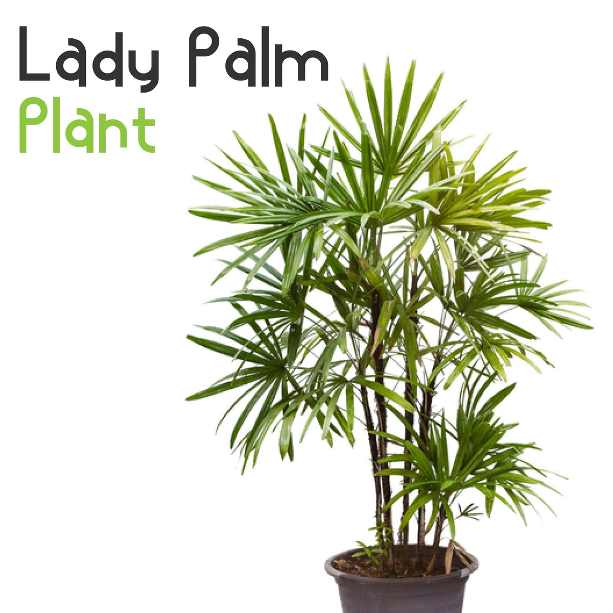 Buy Lady Palm Online – Plantroops