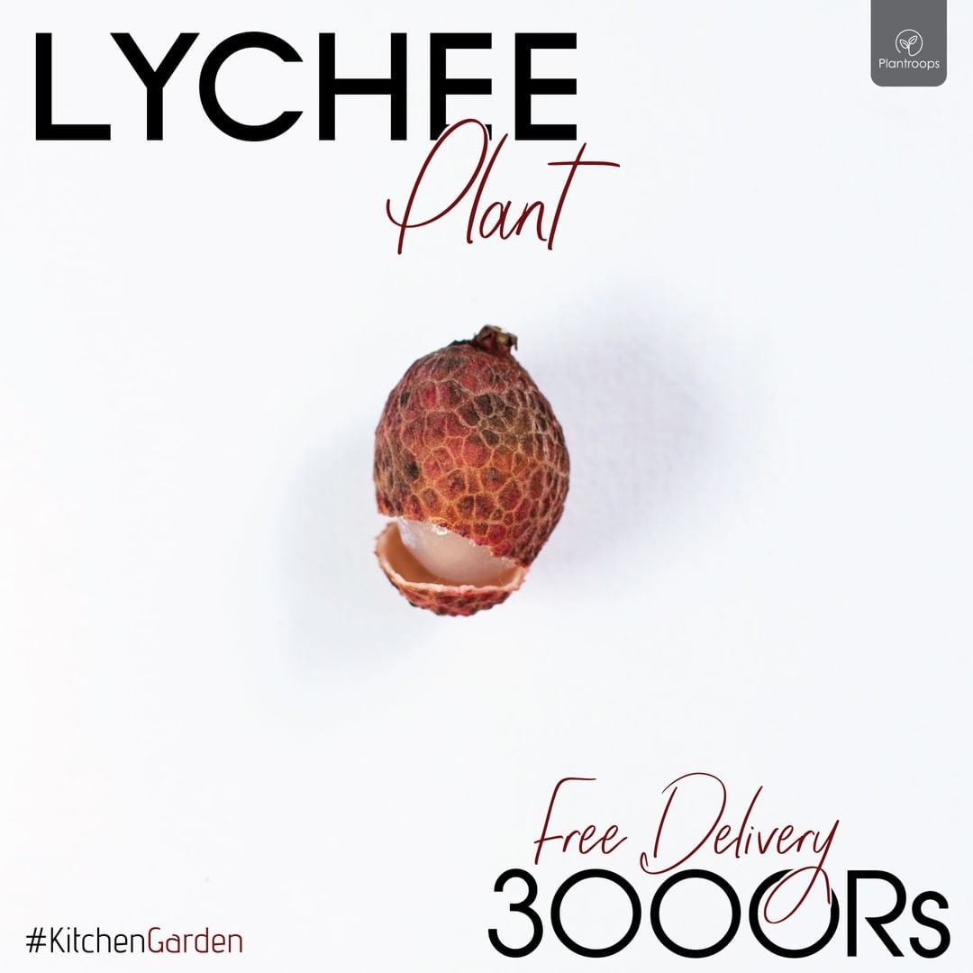 Mulberry – Plantroops