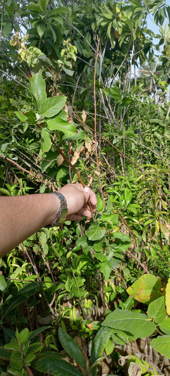 Grafted Aloo Bukhara Plant for Sale | Indian Plum, Black Plum, Cherry ...