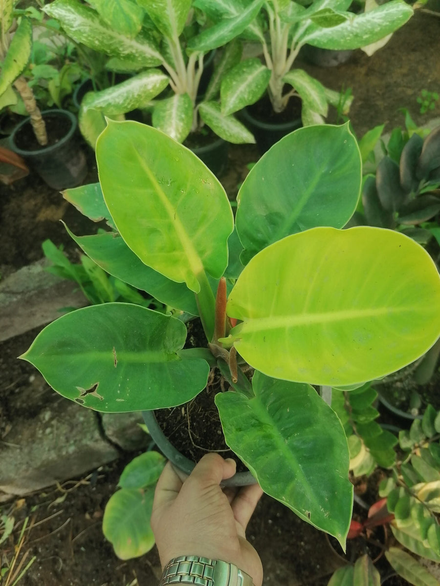 PHILODENDRON ERUBESCENS – Plantroops