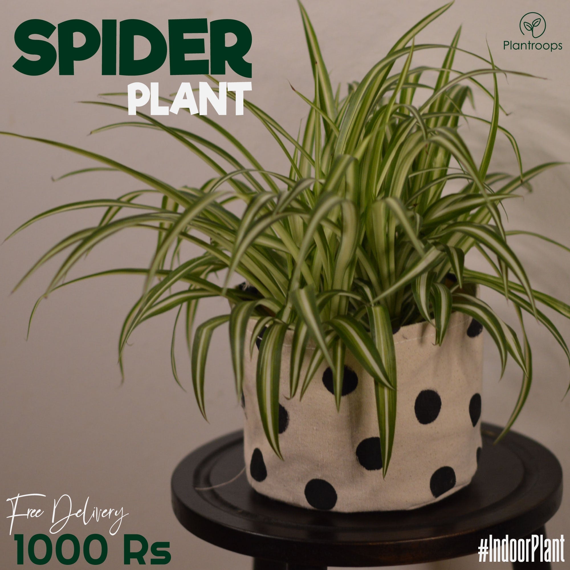 Spider Plant – Plantroops