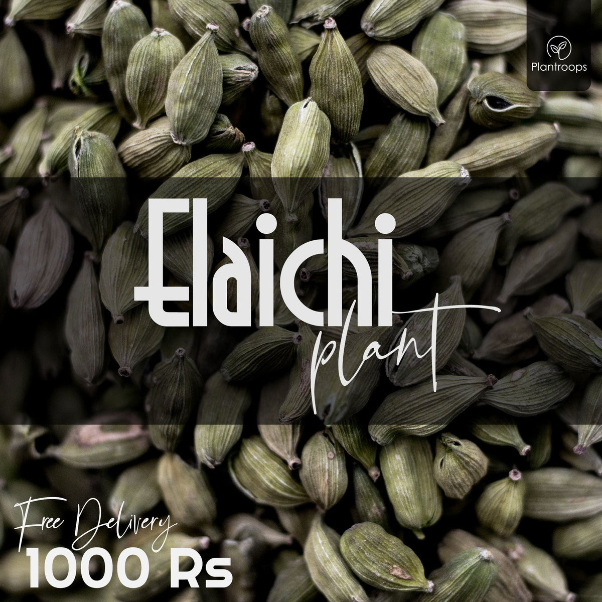 Elaichi Plant – Plantroops