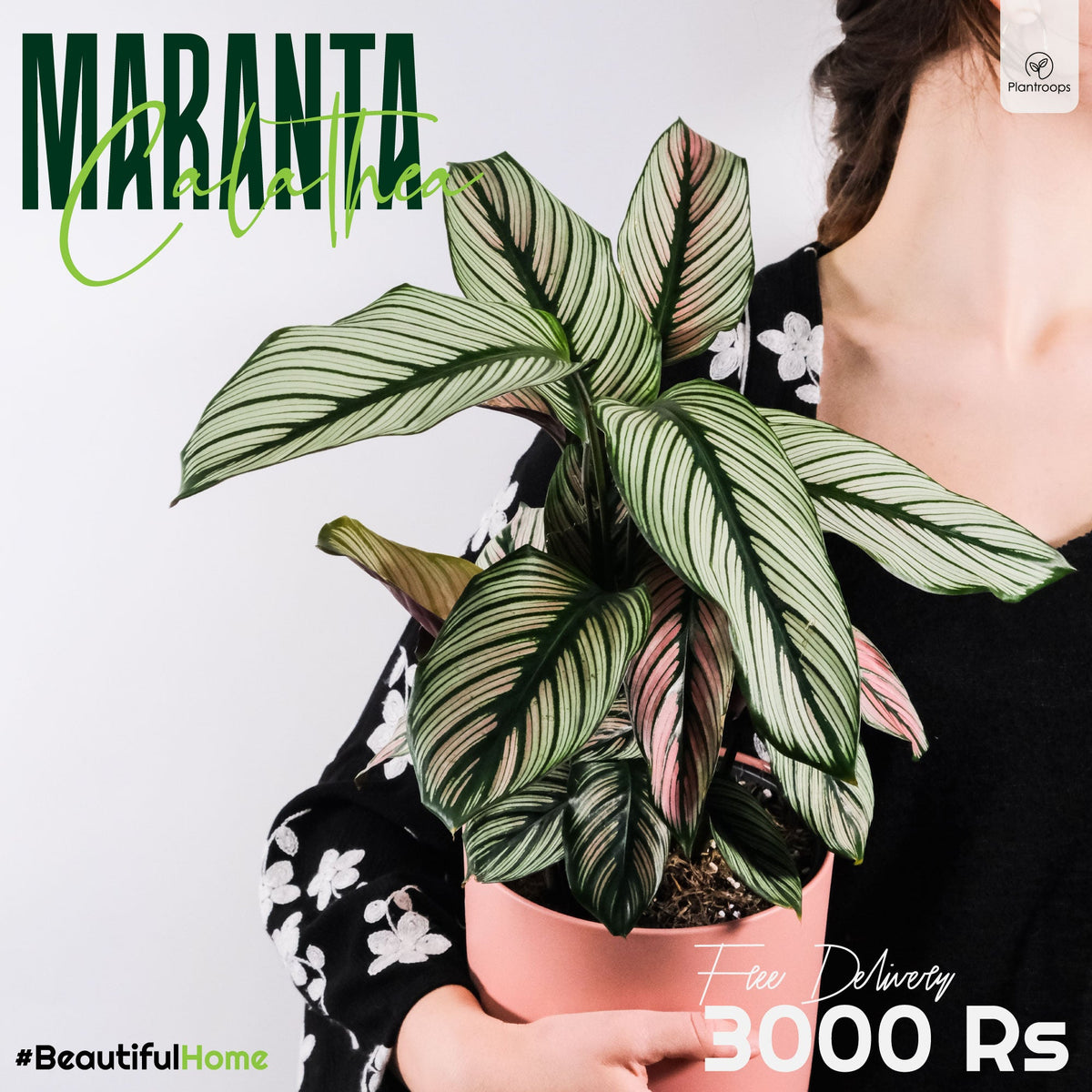 Maranta Calathea Plant – Plantroops
