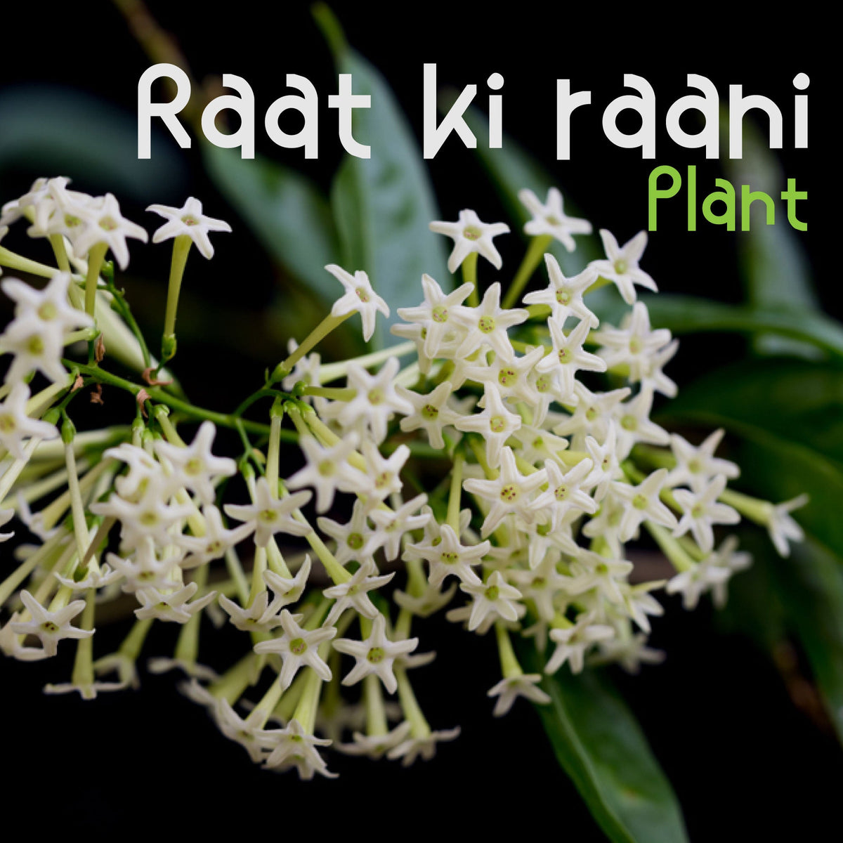 Buy Raat Ki Rani | Night Blooming Jasmine | Queen of the Night – Plantroops
