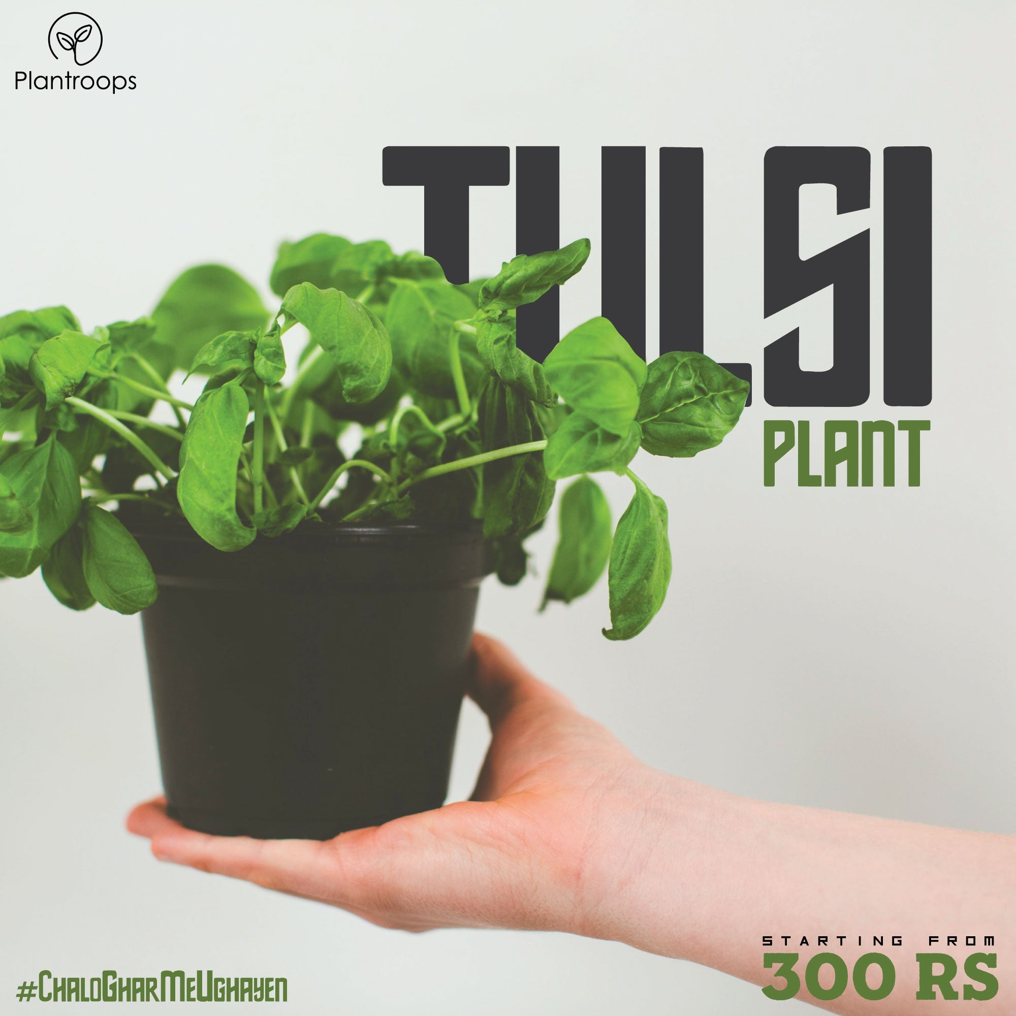 Tulsi Plant – Plantroops