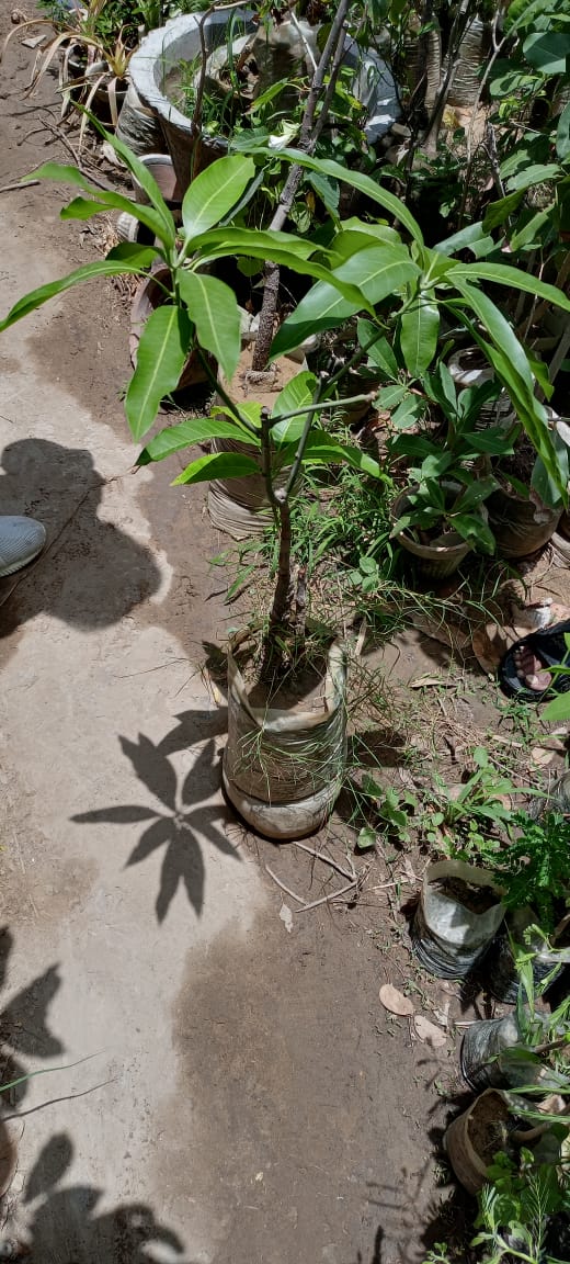 F1 Grafted Mango Plant || Premium F1 Grafted Mango Plant || گرافٹ کیا ...