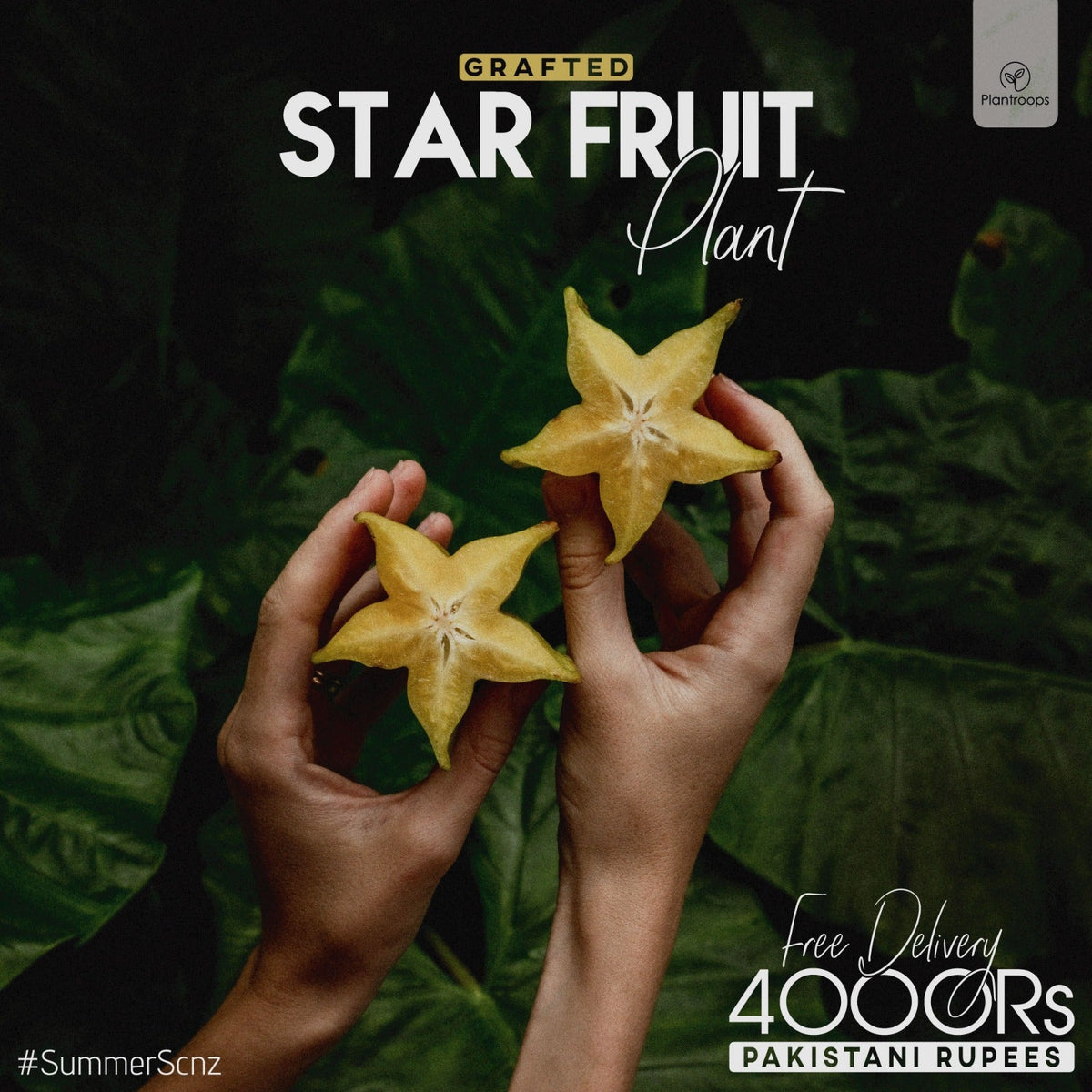 Imported Hybrid Star Fruit Plant | Carambola Plant | Belimbing | Kamra ...