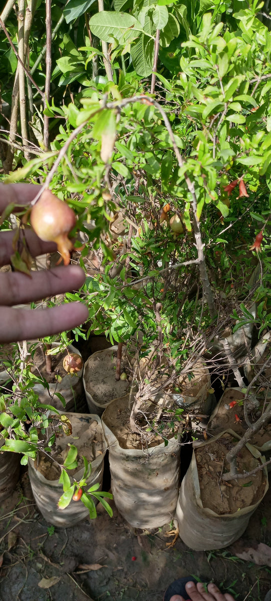 Hybrid White Anar Plant for Sale | Pomegranate Variety | ہائبرڈ سفید ...